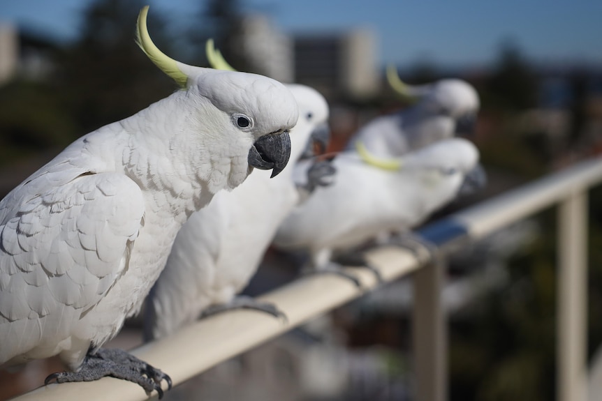Cockatoo vs humans: Who’s winning the wheelie bin innovations arms race ...