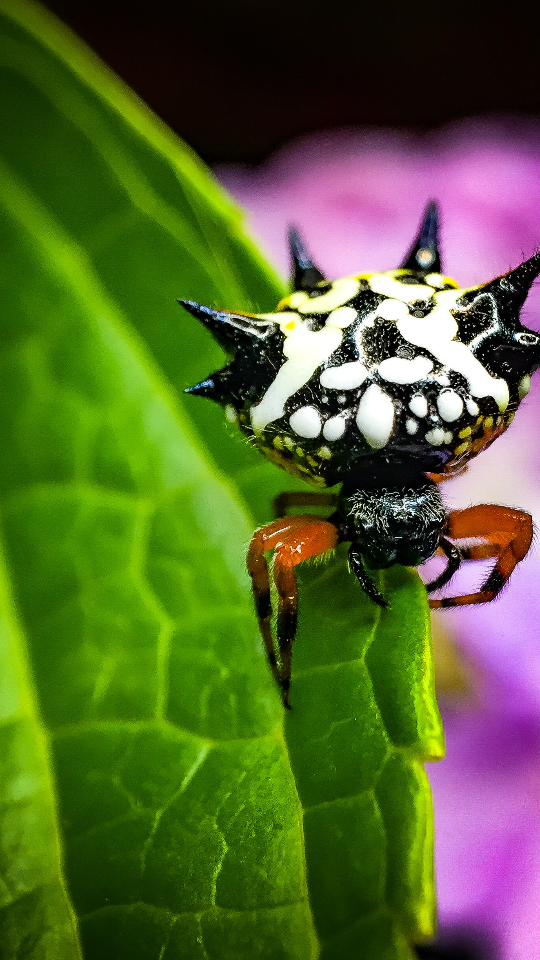 Christmas spiders on the prowl in 'prolific numbers' as summer heats up ...