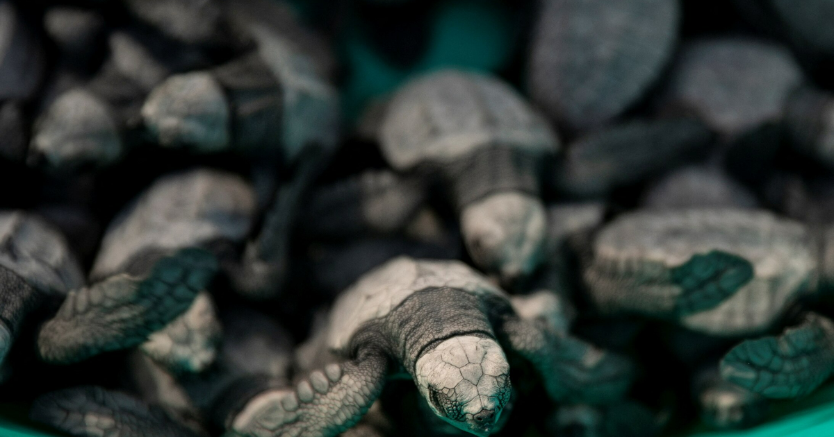 How these sea turtle poachers became their protectors - ABC News