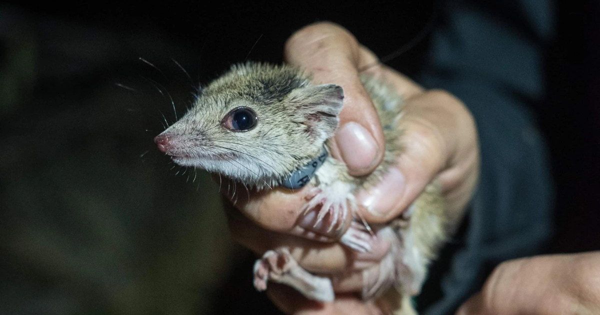 Endangered marsupial released into outback South Australian reserve ...