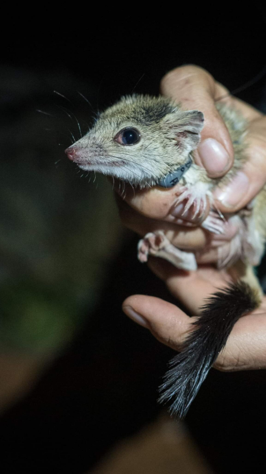 Endangered marsupial released into outback South Australian reserve ...