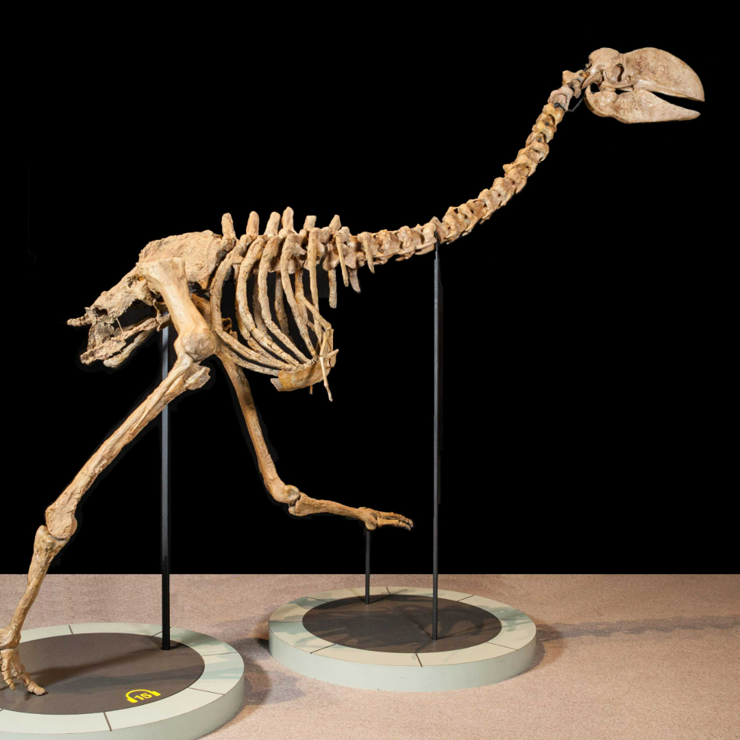 Fossil legs of largest bird known have been found in Central Australia ...
