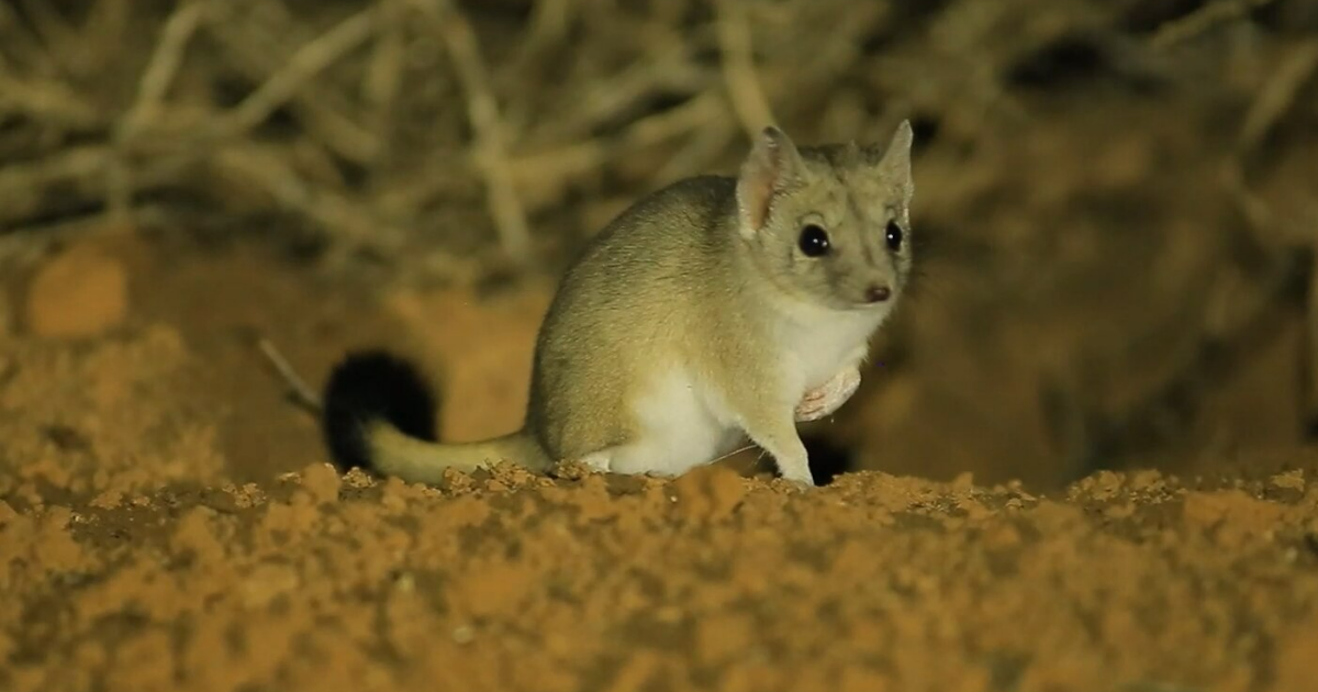 Endangered marsupial released into outback South Australian reserve ...