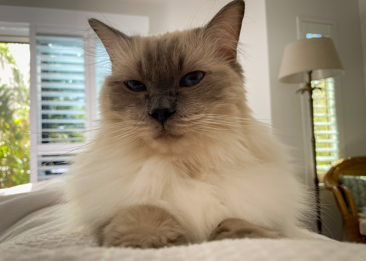 Why Hugo donated blood to save the life of a fellow feline - ABC News
