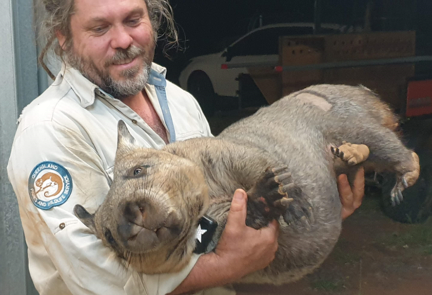 Rare footage of the elusive northern hairy-nosed wombat raises hope ...