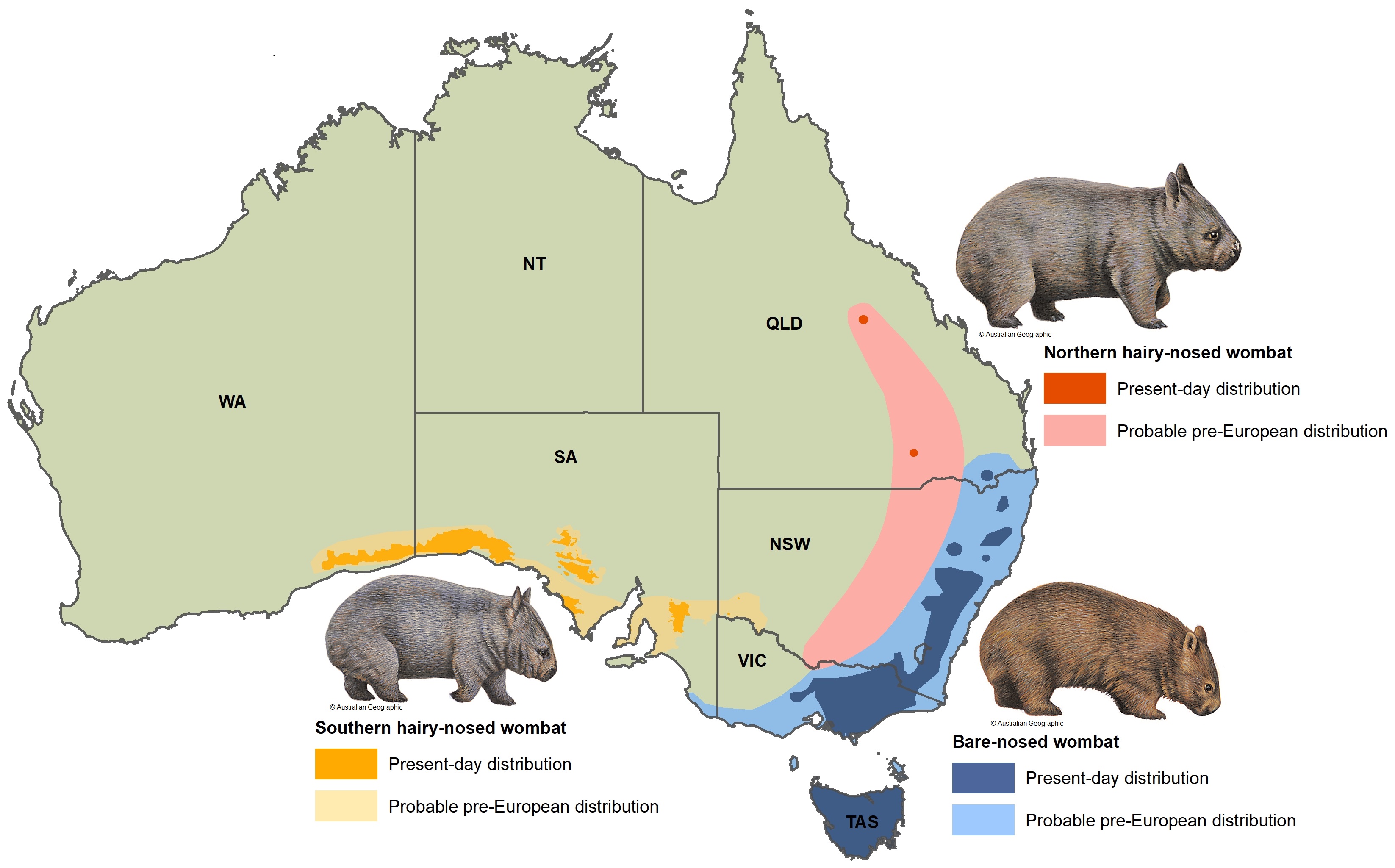 Rare footage of the elusive northern hairy-nosed wombat raises hope ...