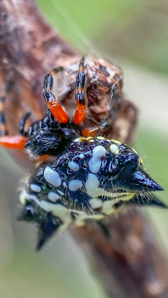 Christmas spiders on the prowl in 'prolific numbers' as summer heats up ...
