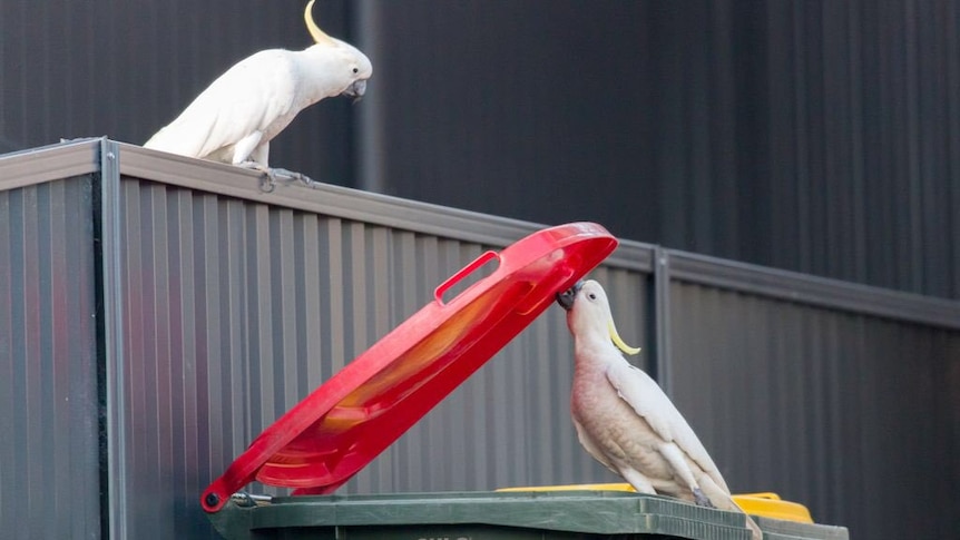 Cockatoo vs humans: Who’s winning the wheelie bin innovations arms race ...