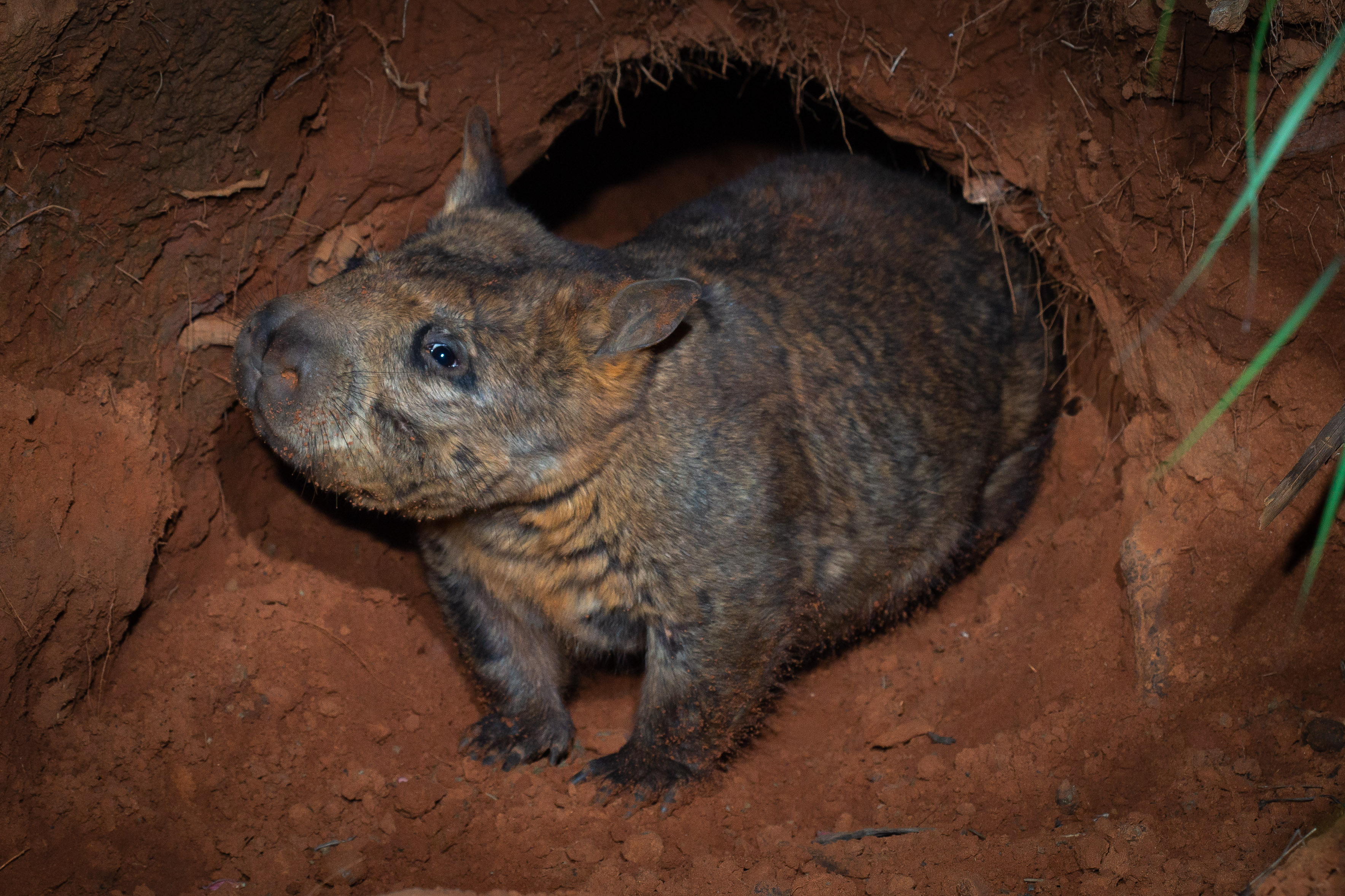 Rare footage of the elusive northern hairy-nosed wombat raises hope ...