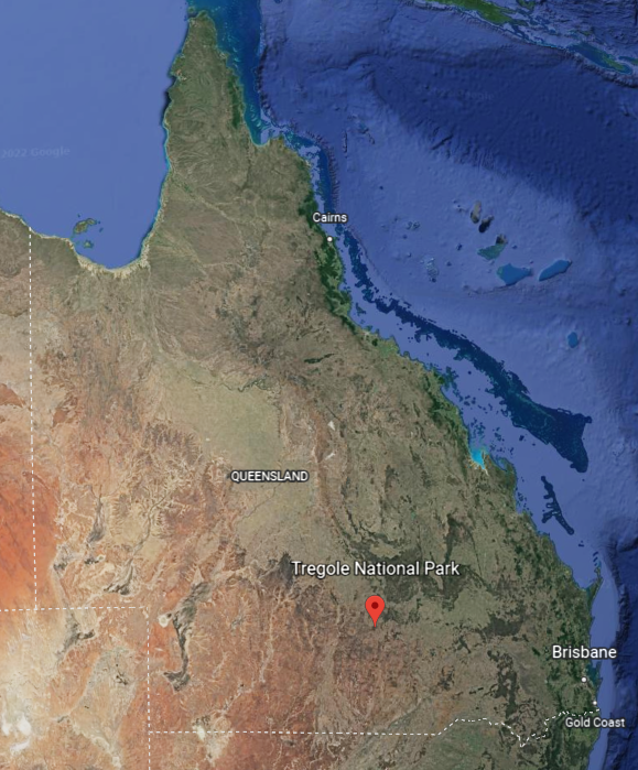 This rare rainforest tree is mass flowering in outback Queensland - ABC ...