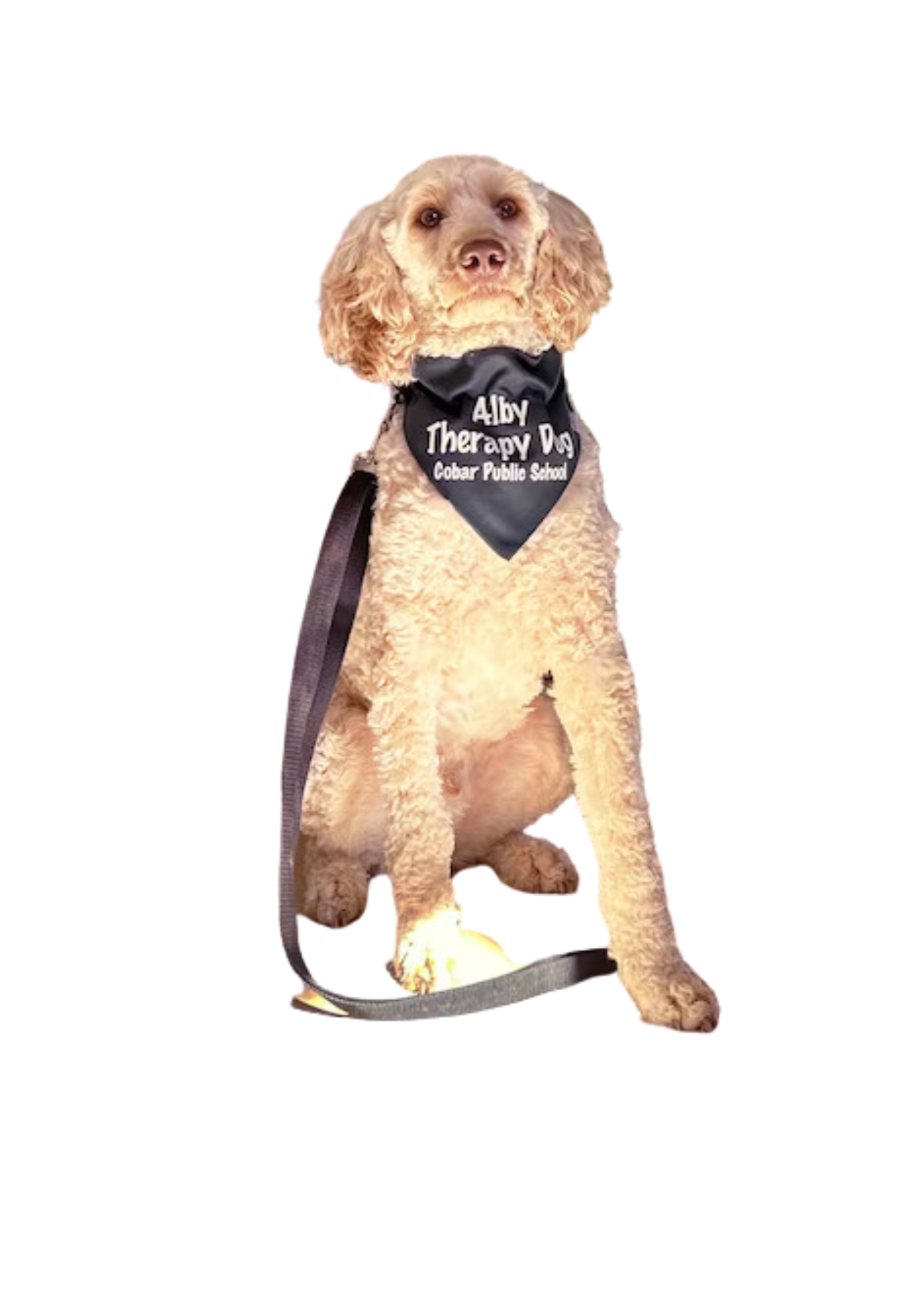 Alby the therapy dog - ABC News