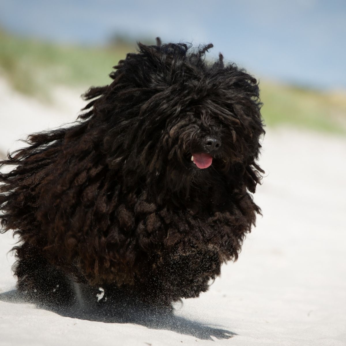 Puli dog - Kendra Clark